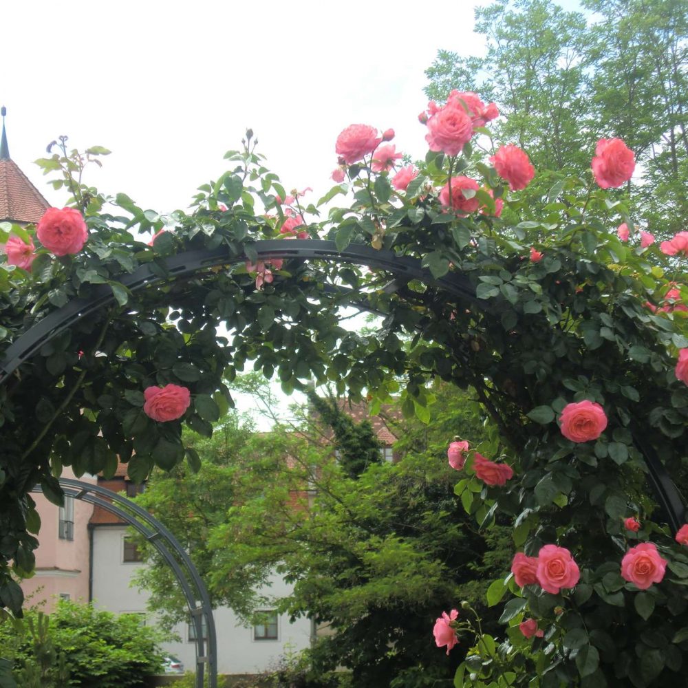 Gartentipp 06 "Kletterrose Rosanna"