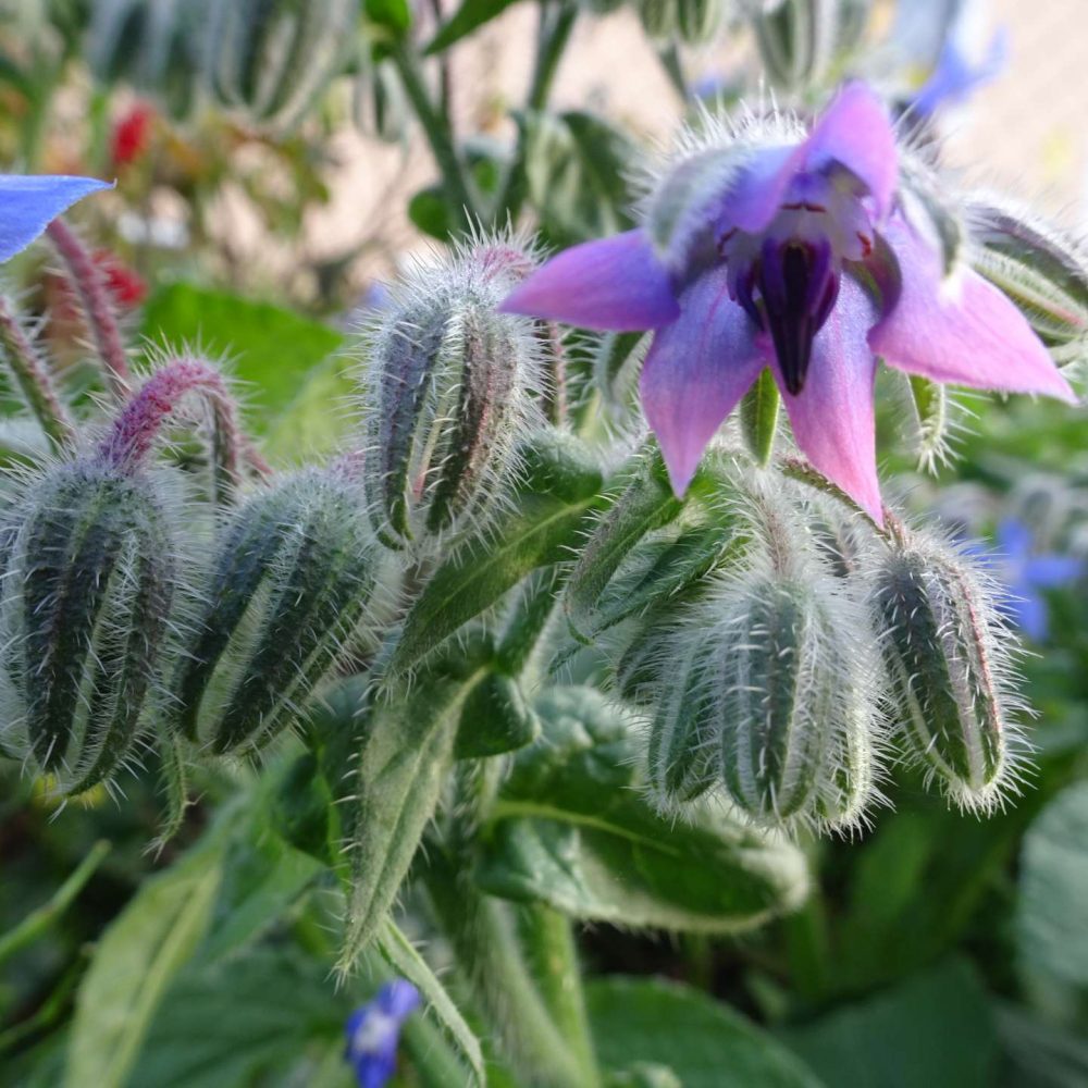 Gartentipp 23 "Blauer Borretsch"