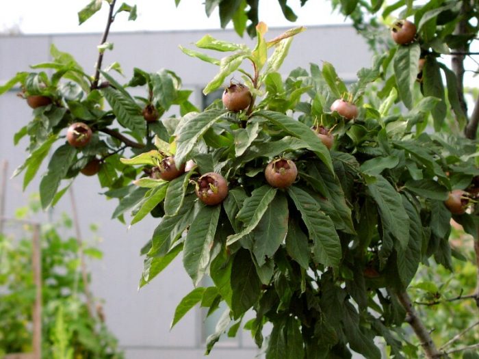 Superfood 10 - Mispel